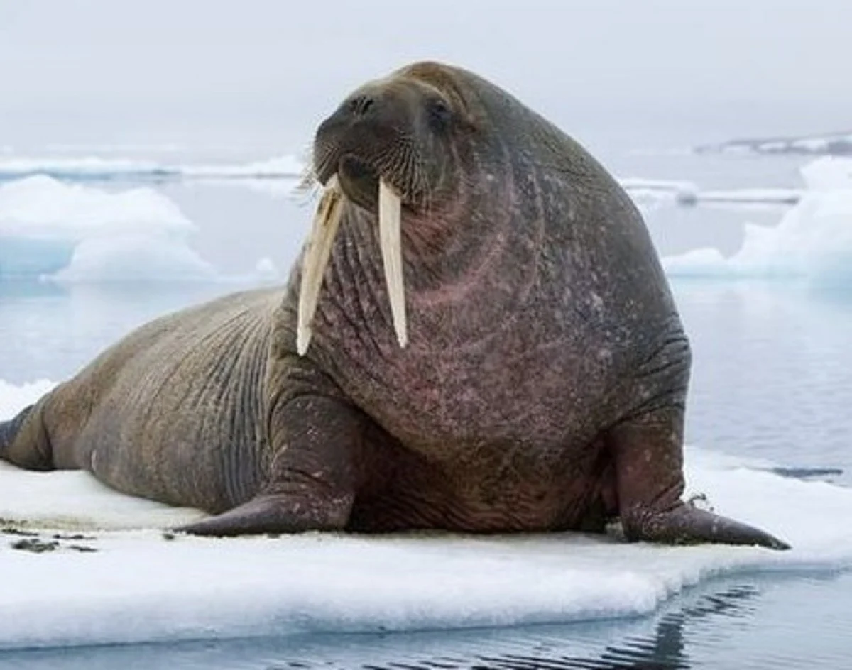 Inilah, 5 Fakta Menarik Walrus, Si Penyelam yang Bergading – Rakcer.ID