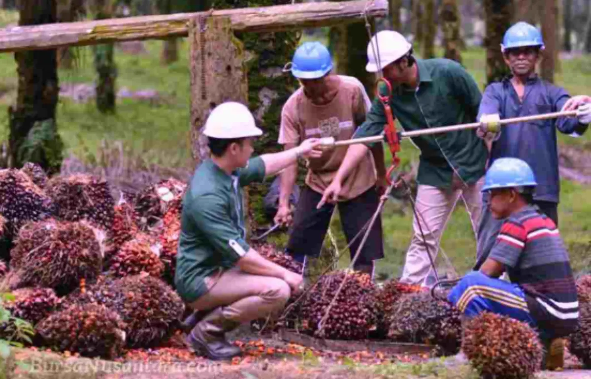 Peran Astra Agro Lestari dalam Industri Kelapa Sawit – Laman 2 – Rakcer.ID