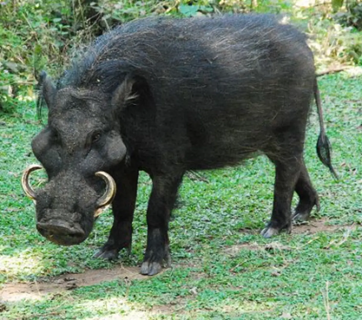 6 Fakta Babi Hutan Raksasa, Jenis Babi Hutan yang Sangat Agresif – Rakcer.ID