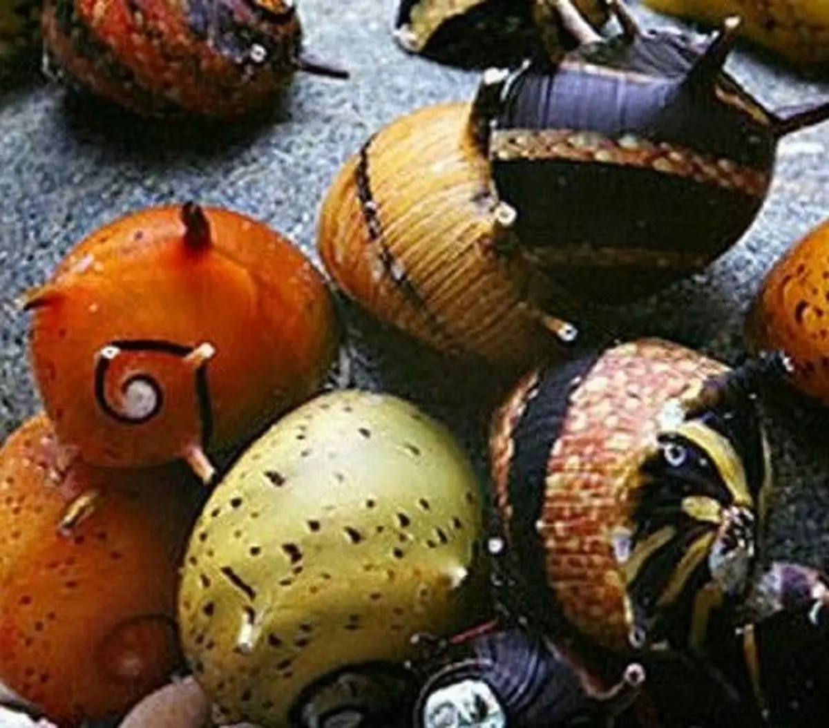 Harus Ada Sebagai Pembersih, 5 Jenis Keong yang Cocok Untuk Aquascape ...