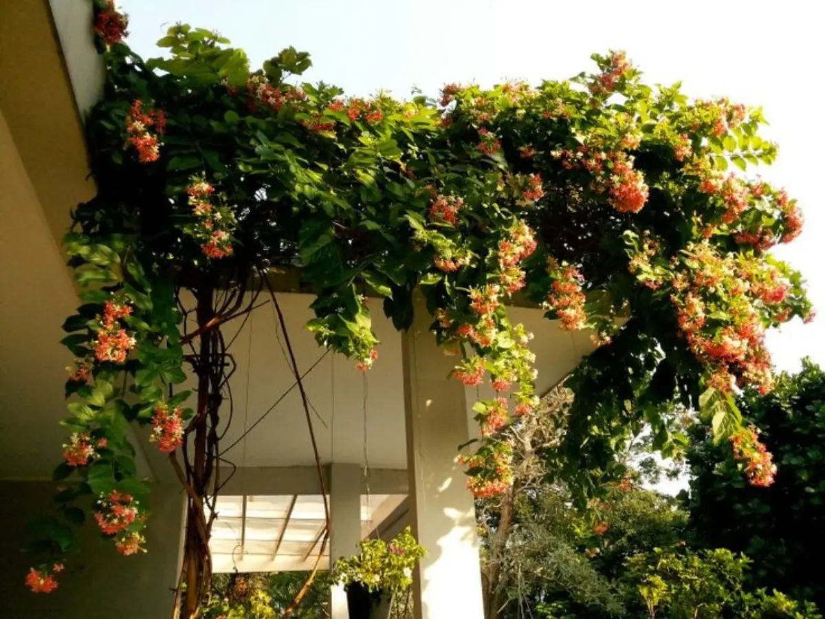 7 Jenis Tanaman Rambat Dinding Tembok Tahan Panas untuk Mempercantik ...