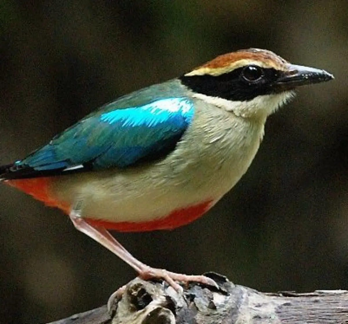 4 Fakta dari Burung Paok Bidadari, Burung yang Mempunyai Warna Paling ...