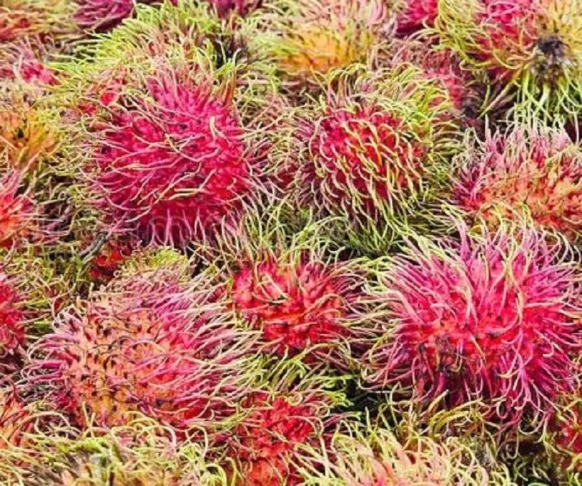 Memiliki Rasa yang Sangat Manis, 5 Jenis Rambutan lokal – Rakcer.ID