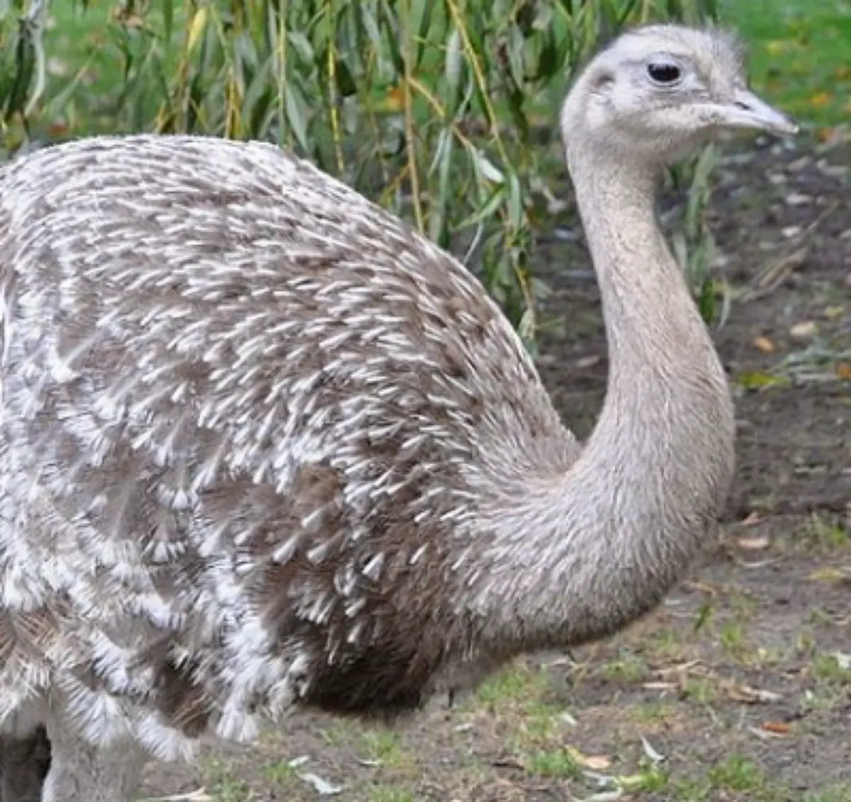 Jenis Burung Terbesar Di Dunia yang Masih hidup – Rakcer.ID