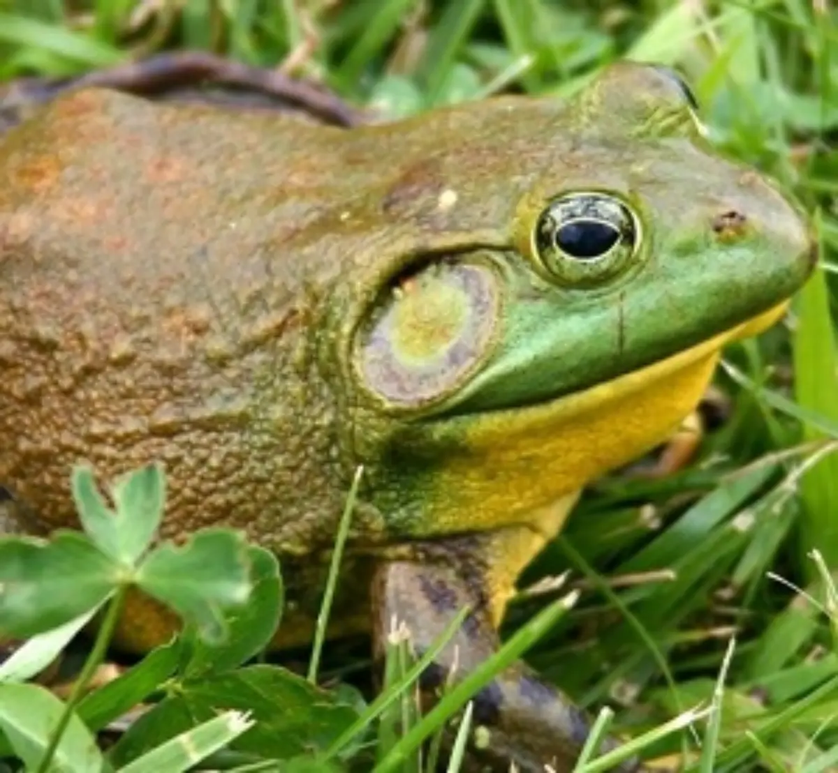 5 Fakta Tentang Katak American Bullfrog, Jenis Katak Besar dan Memiliki ...