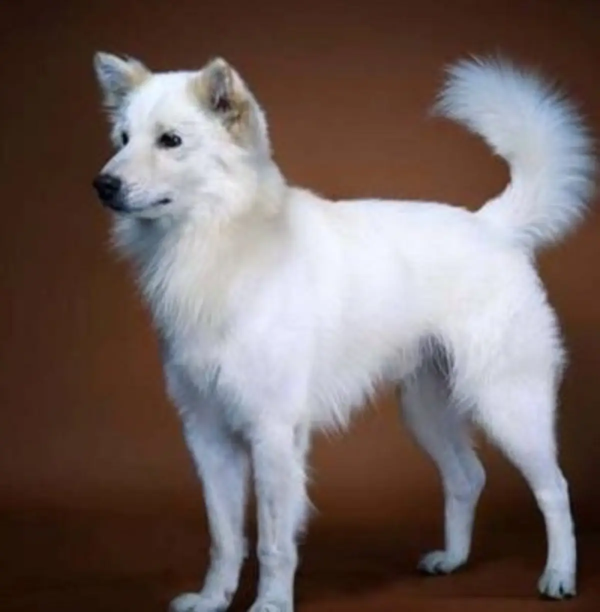 4 Fakta Menarik Tentang Anjing Kintamani, Jenis Ras Anjing Asli ...