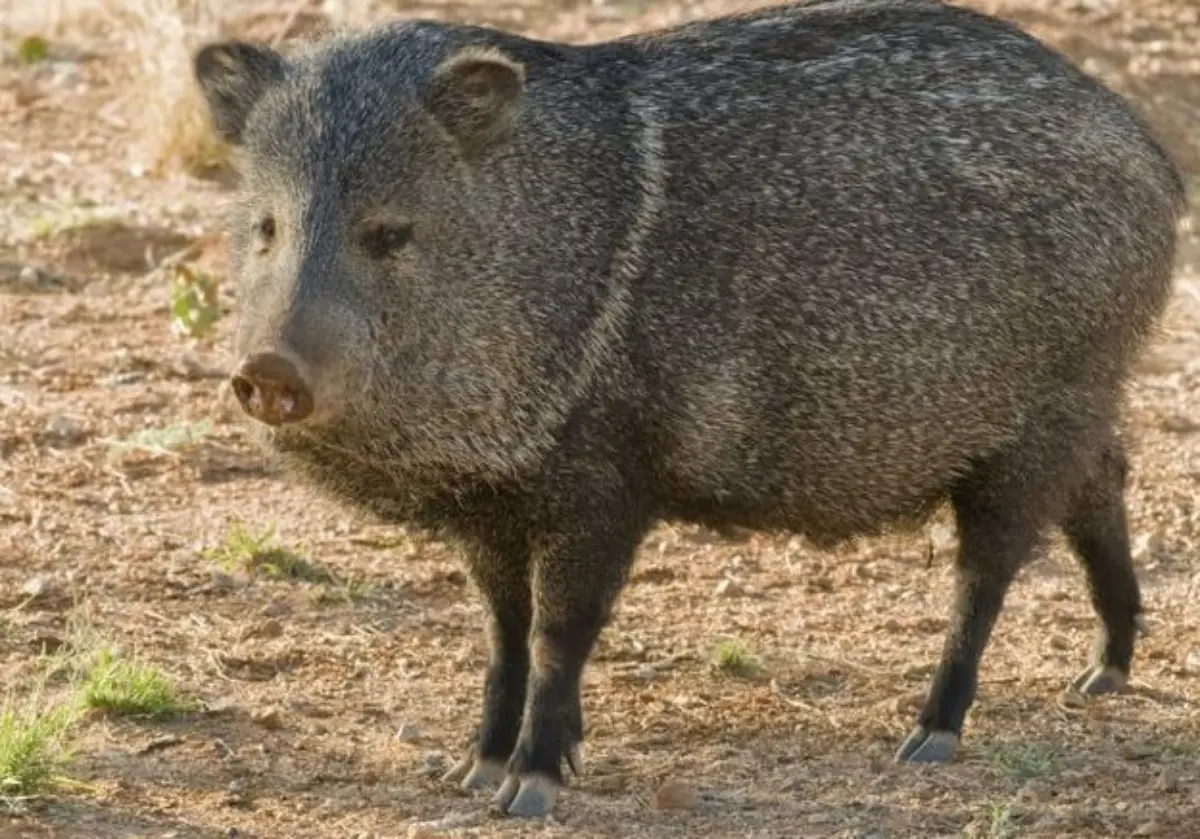 Hewan Ini Mirip Dengan Babi, 5 Fakta Mengenai Pekari Berkerah – Rakcer.ID