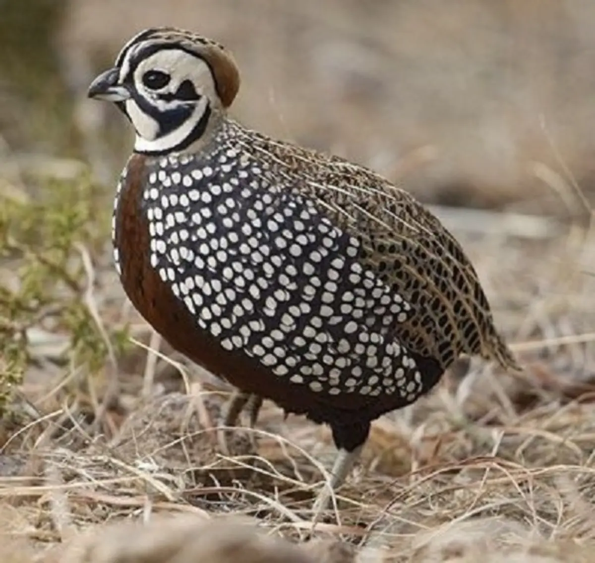 4 Jenis Burung Puyuh Hias yang Sangat Eksotis dan Dapat Kamu Pelihara ...