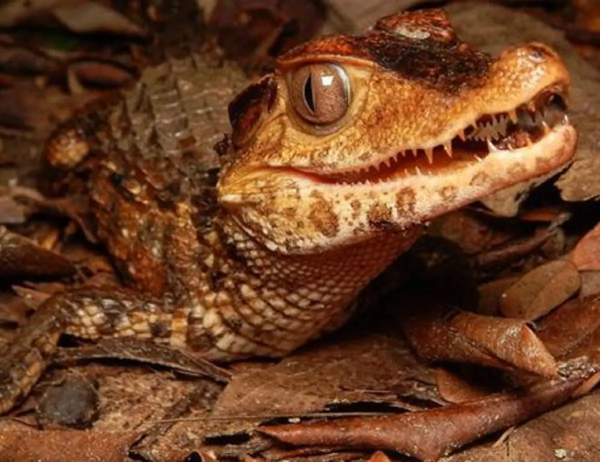5 Fakta Menarik Tentang Dwarf Caiman, Jenis Caiman Terkecil di Dunia ...