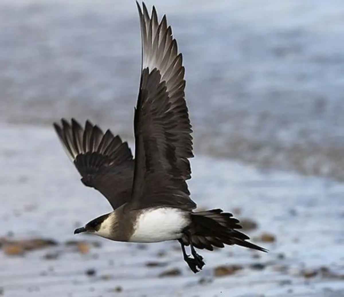 Dijuluki Sebagai Burung Parasit, 5 Fakta Camar kejar Arktika – Rakcer.ID