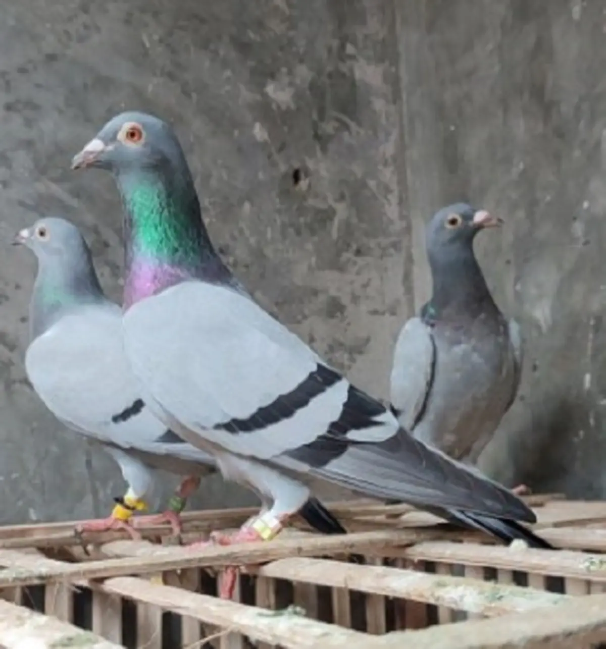 Mengantar Hingga Jarak yang Sangat Jauh, Bagaimana Melatih Burung ...