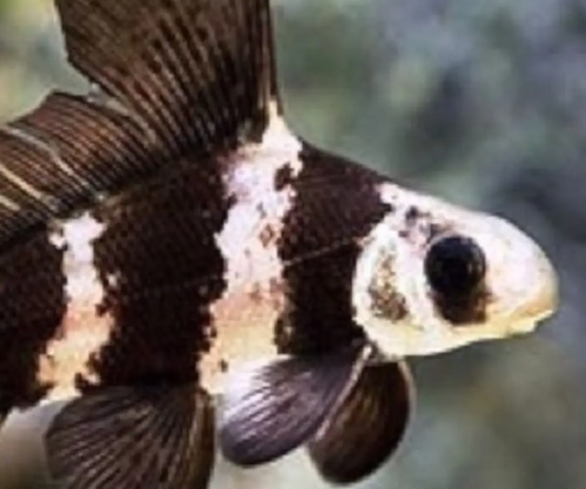 5 Fakta Tentang Ikan Myxocyprinus Asiaticus, Jenis Ikan yang Sangat ...