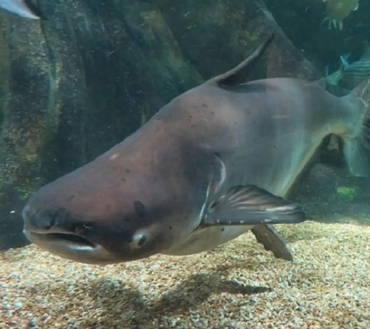 Fakta Menarik Tentang Ikan Pangasianodon Gigas atau Ikan Patin Raksasa ...