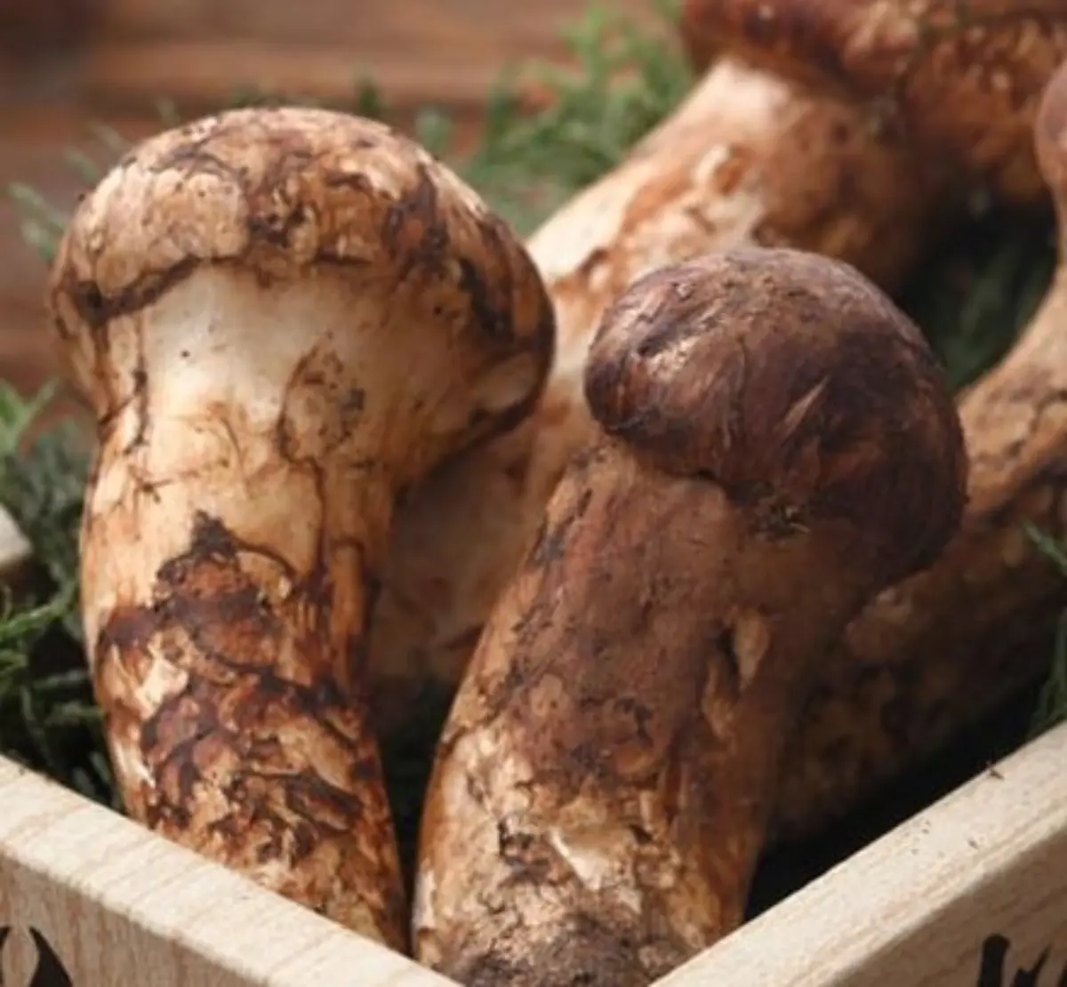 5 Jenis Jamur dengan Harga Termahal di Dunia, Harganya Bikin Kita ...