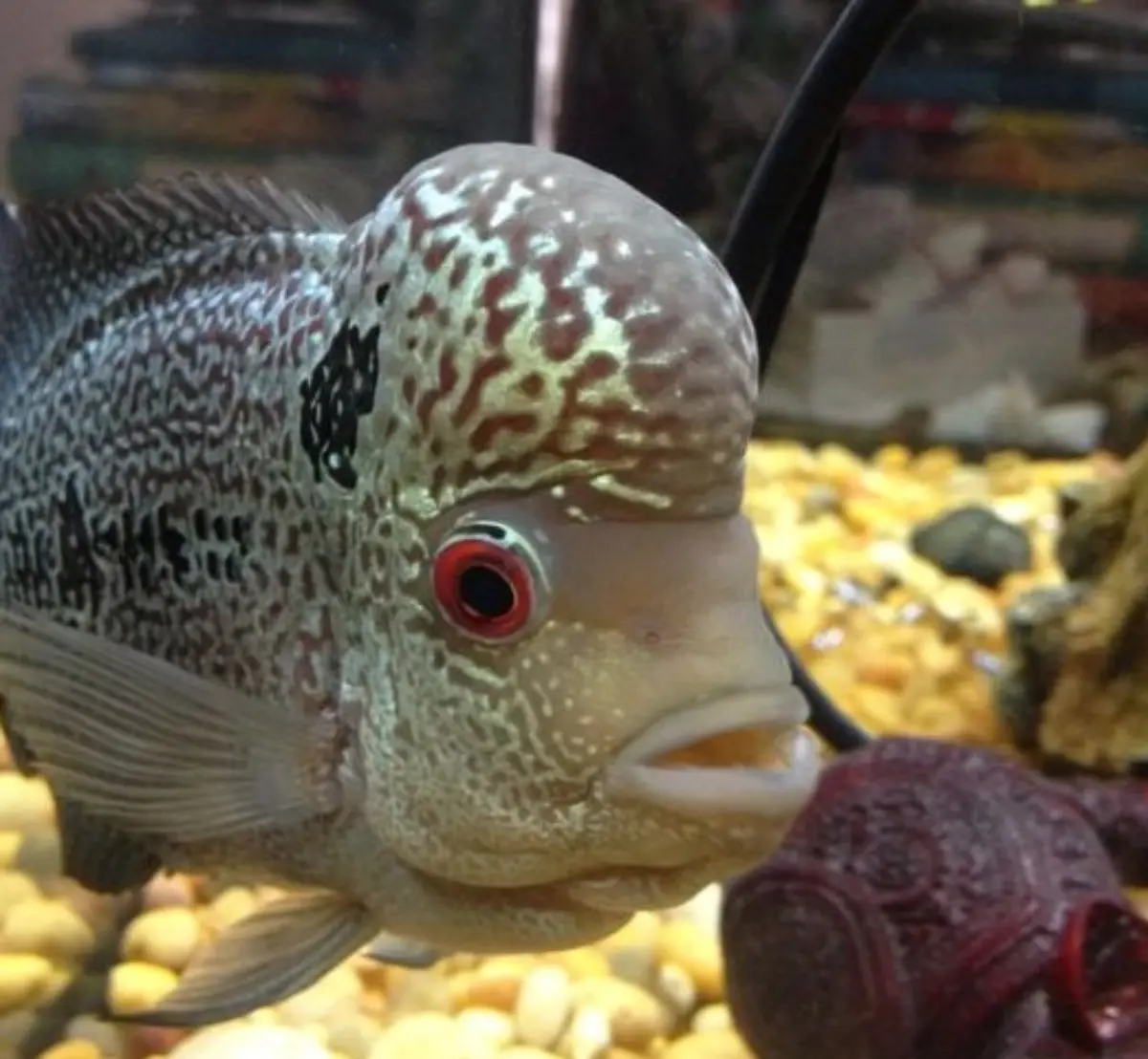 5 Jenis Ikan Louhan yang Sangat Populer, Ikan yang Sempat Tenar di ...