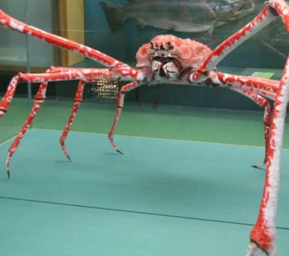 Bisa Seukuran Bus, 5 Hewan Laut Terbesar di Dunia – Rakcer.ID