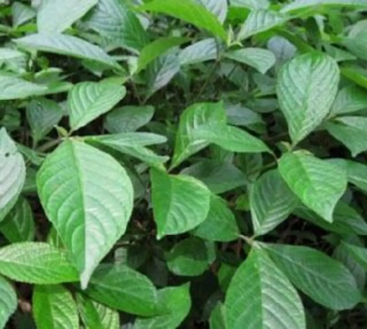 Mengenal Jenis-Jenis Tanaman Langka untuk Kebun Mini, Pilihan Cocok ...