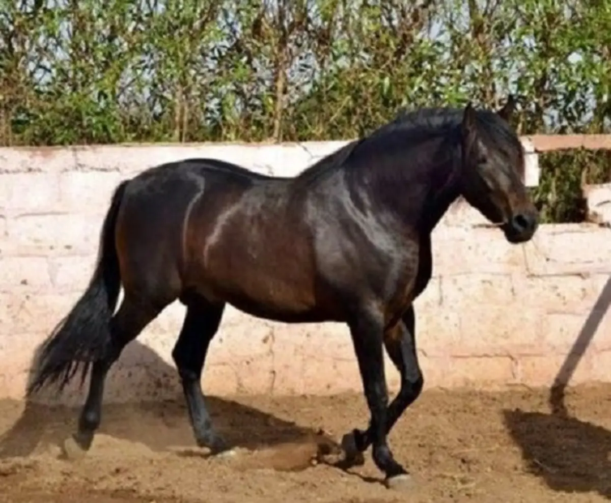 5 Spesies Kuda yang Biasa digunakan Untuk Perang dan Sangat Tangguh ...