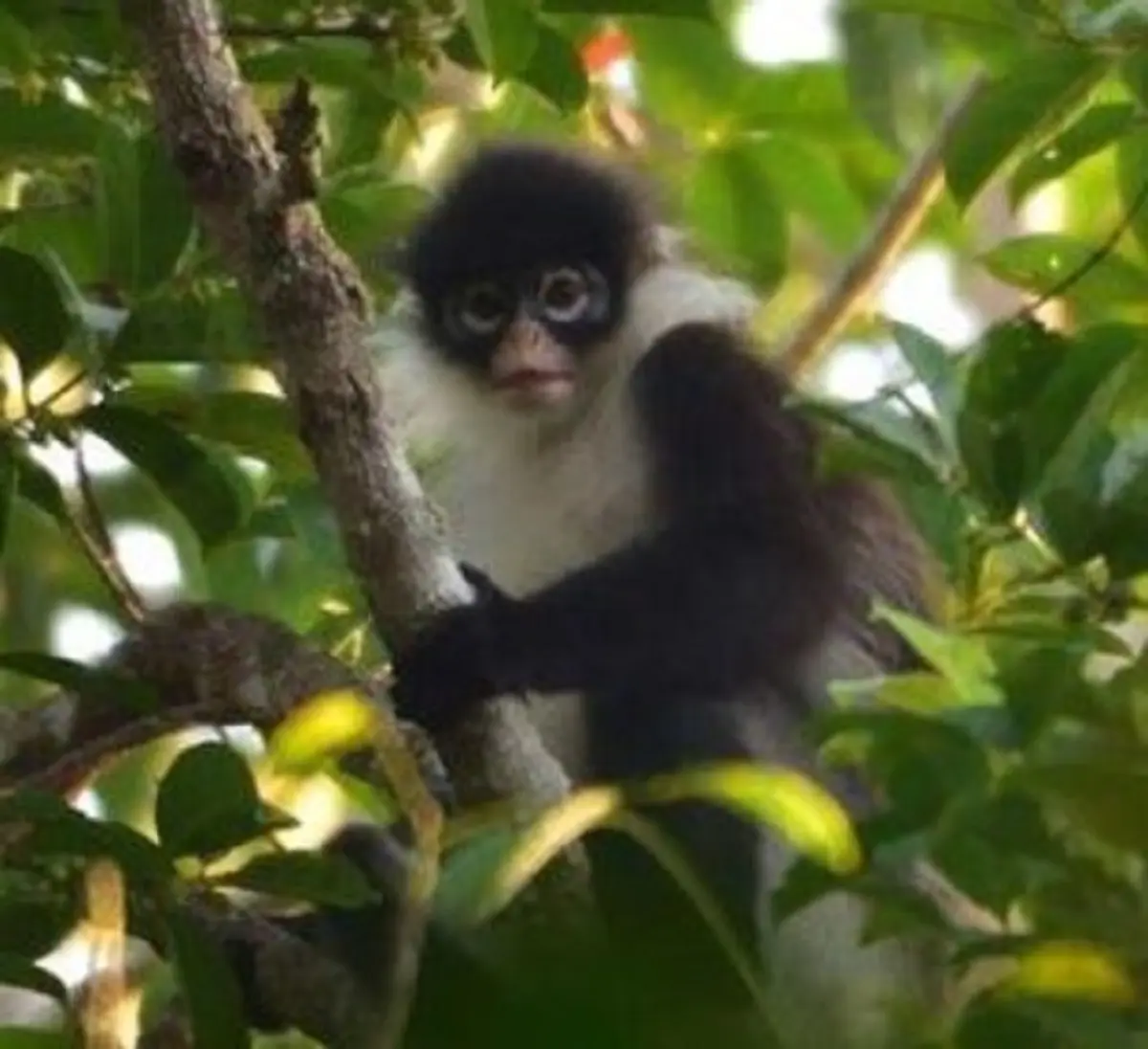 5 Fakta Mengenai Monyet Presbytis Natunae, Hewan Endemik Pulau Natuna ...
