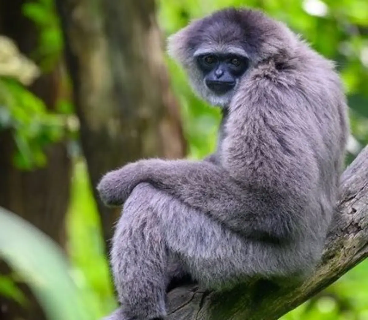 Fakta Menarik Tentang Hylobates Moloch atau yang Dikenal Sebagai Owa ...