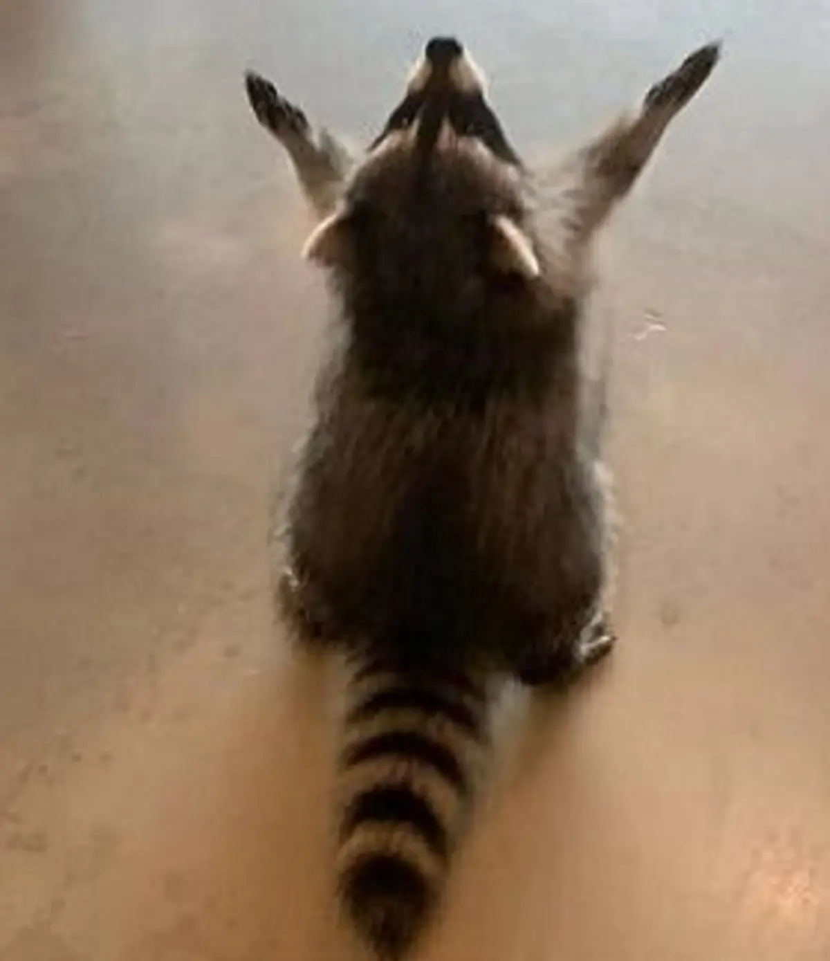 Bisa Membuka Pintu Dengan Tangannya, 5 Fakta Menarik Tentang Rakun ...