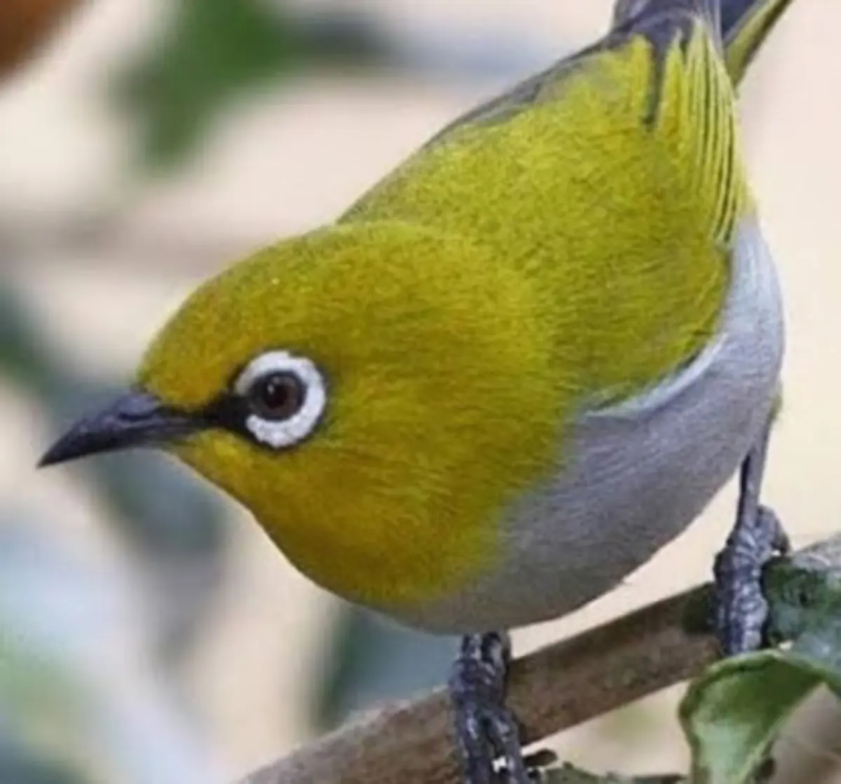 Jenis Burung Pleci dengan Suara nya yang Sangat Indah dan Cocok Untuk di Lombakan – Rakcer.ID