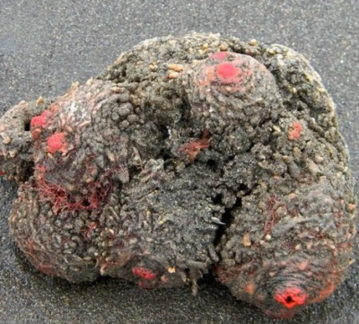 Batu Hidup yang Bisa Dimakan Inilah Pyura Chilensis – Rakcer.ID