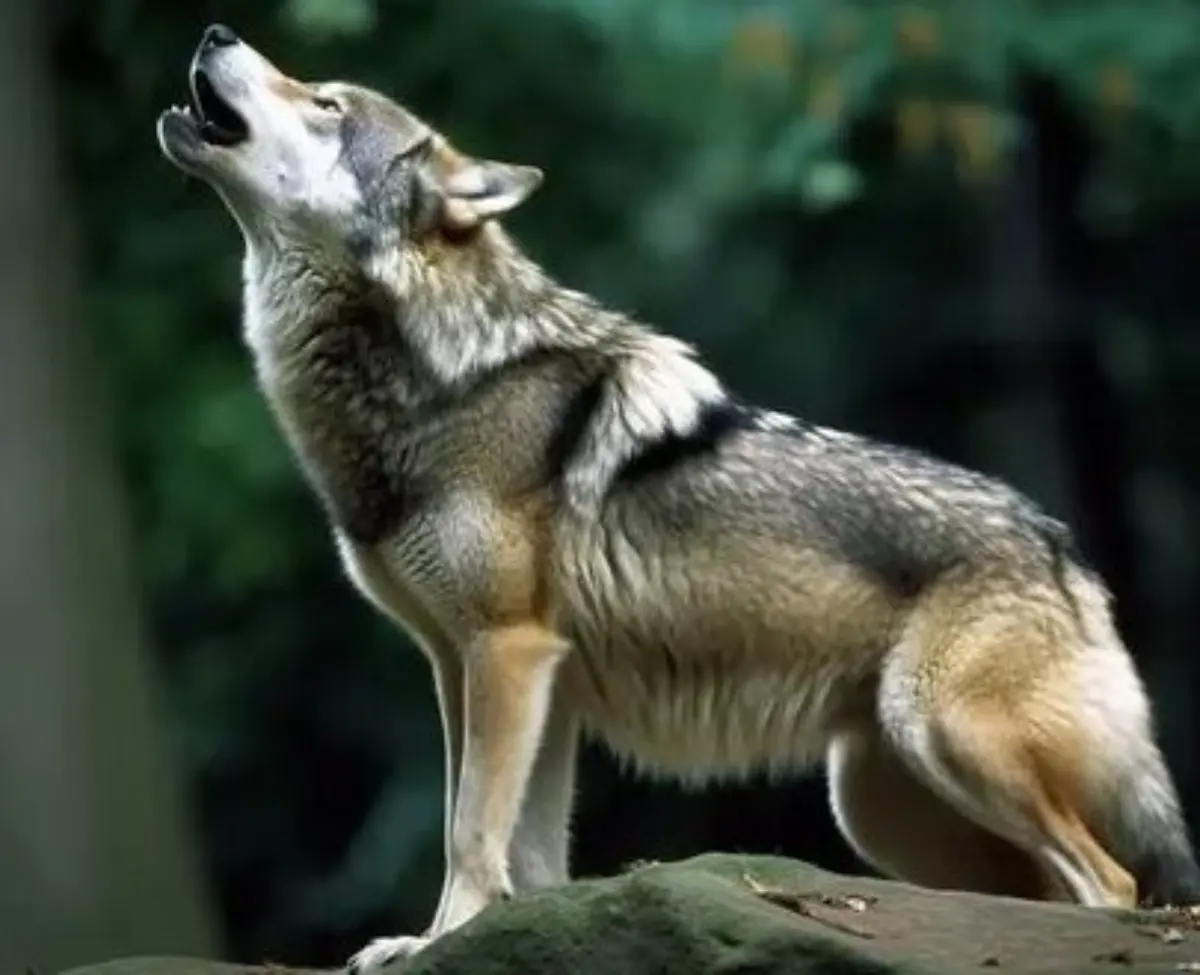 Memiliki cara unik Untuk Menangkap Mangsanya, 5 Hewan Predator dengan ...