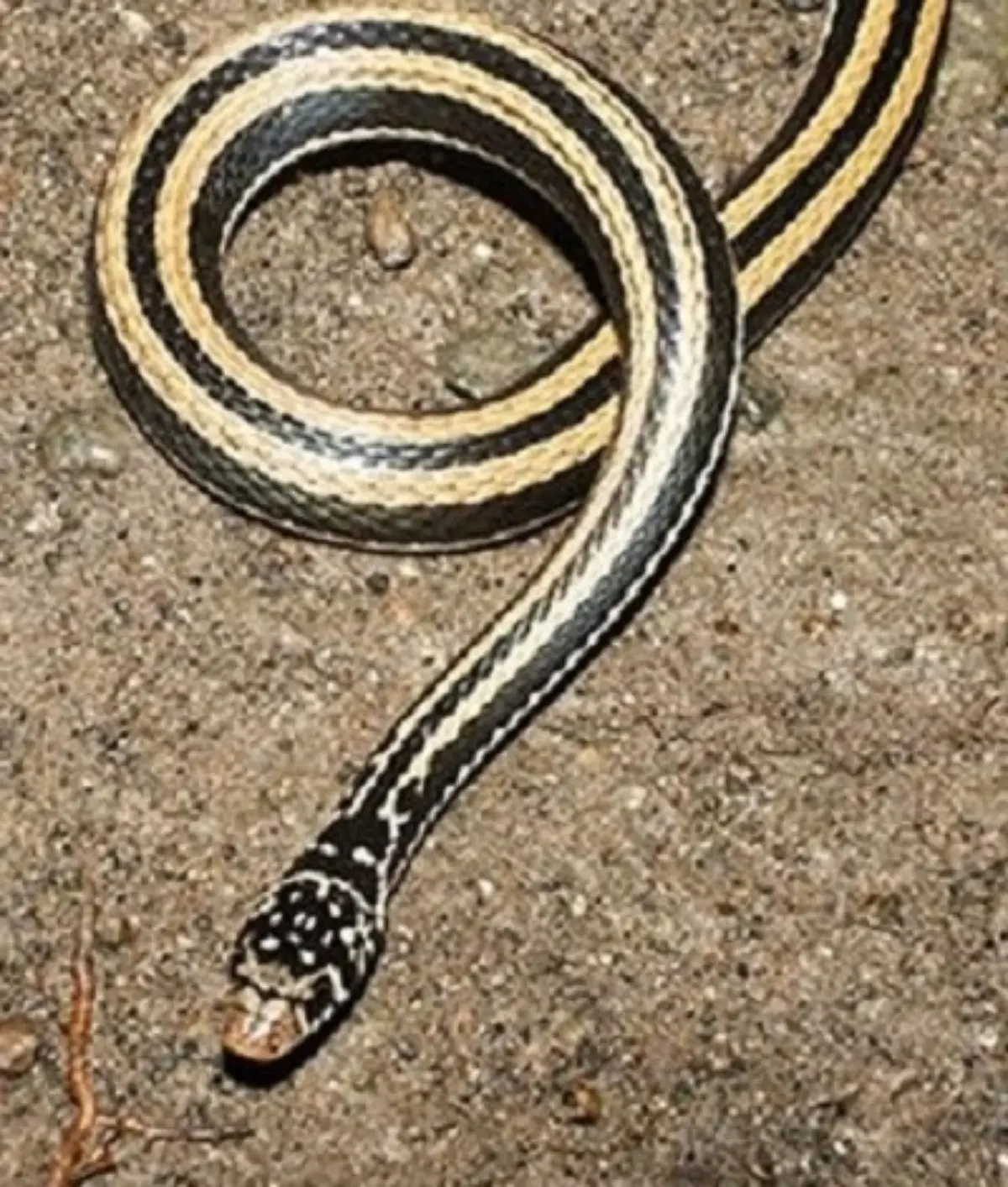 5 Fakta Tentang Ular Xenochrophis Vittatus, Ular Air Kecil dan Biasa ...