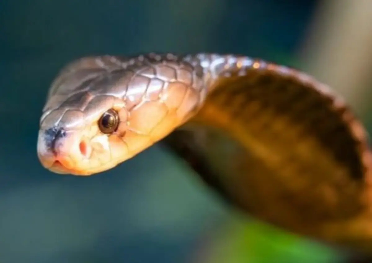 5 Fakta Menarik Tentang Ular Naja Sputatrix, atau Ular Kobra Jawa ...