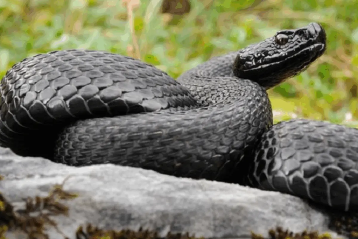 5 Spesies Ular Viper yang Sangat Berbahaya Apabila Tergigit – Rakcer.ID