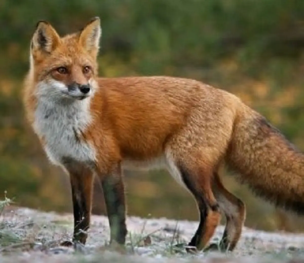 5 Fakta Menarik Tentang Vulpes Vulpes atau Rubah Merah, Hewan yang ...