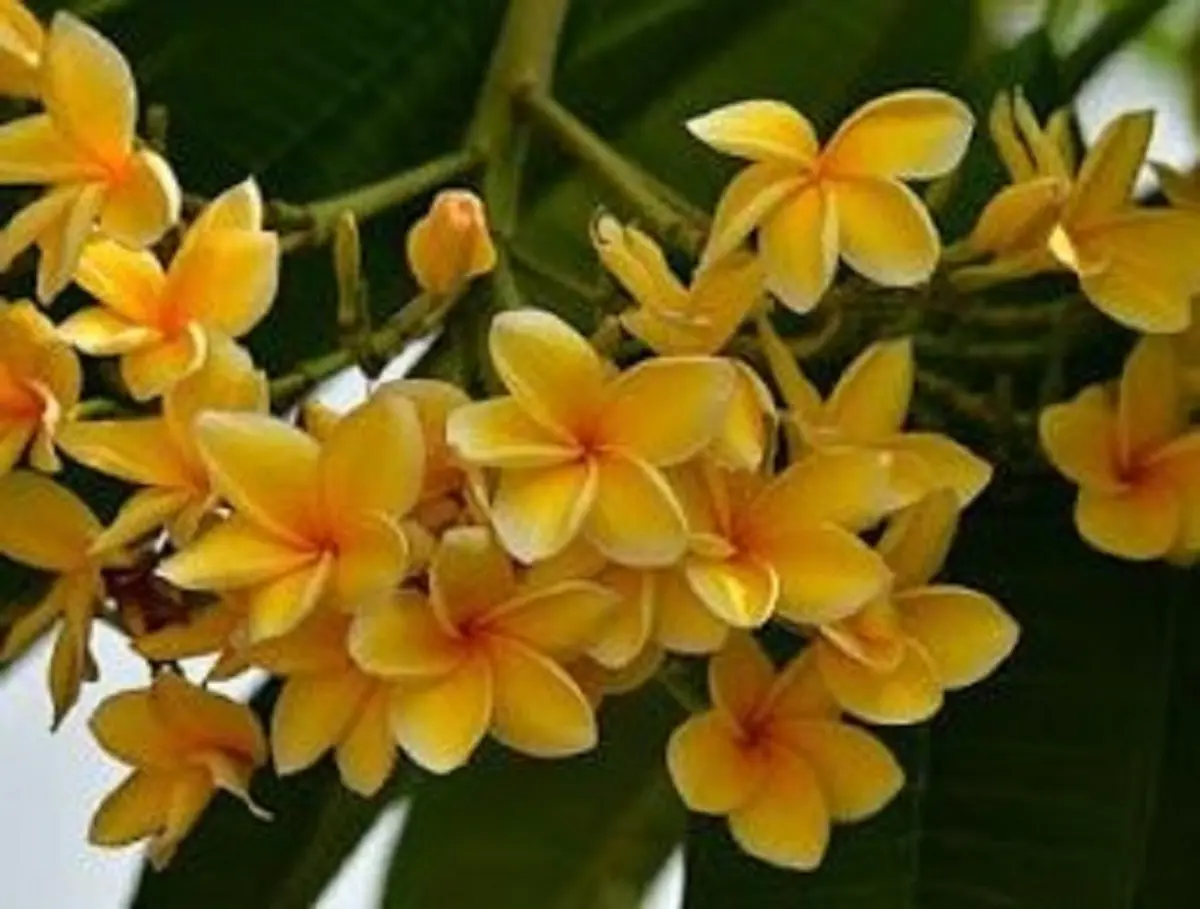 5 Jenis Bunga Pengundang Makhluk Halus: Antara Mitos dan Keindahan ...