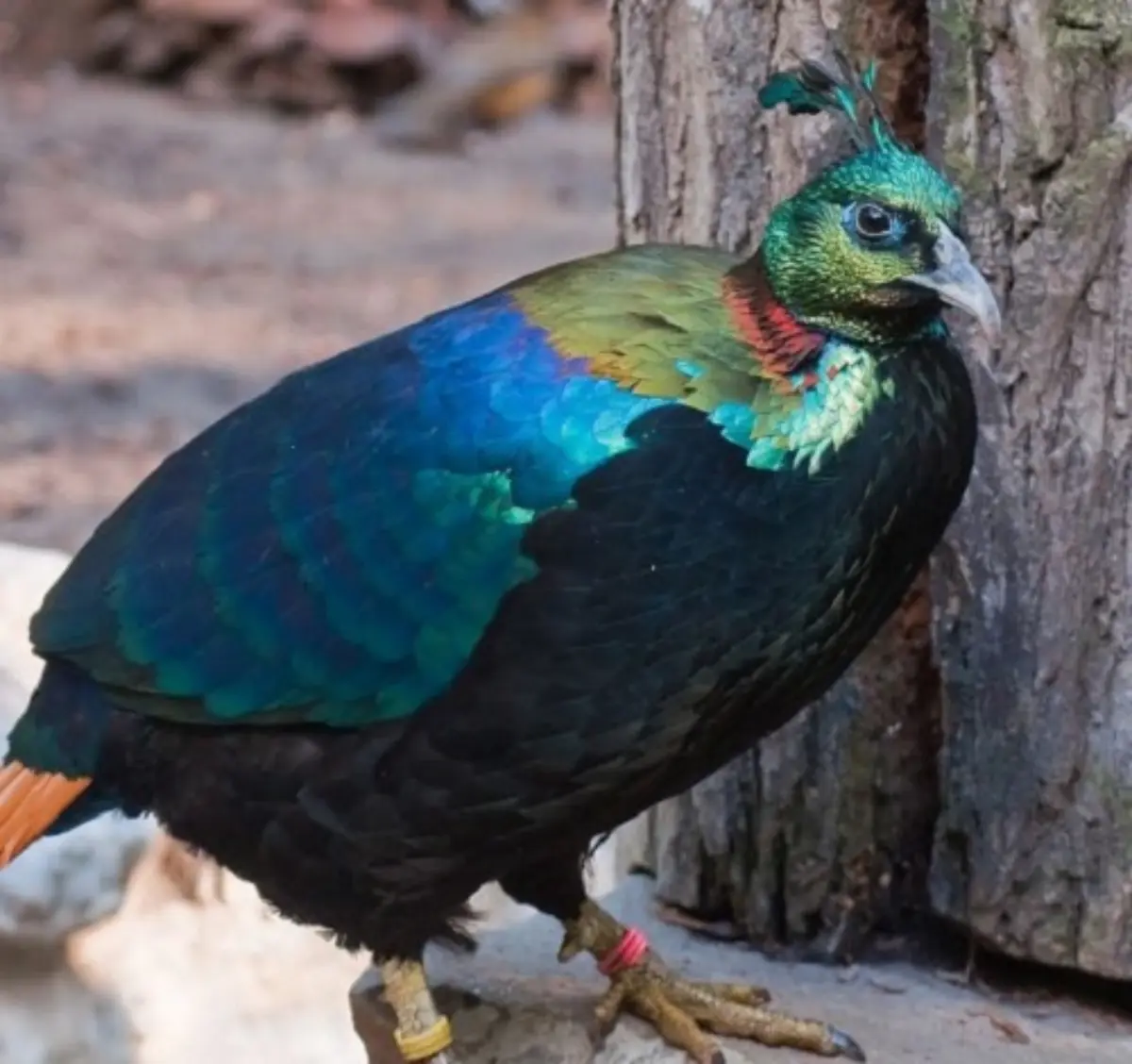 6 Fakta Menarik Burung Monal Himalaya, Burung Cantik yang Sangat Vokal ...