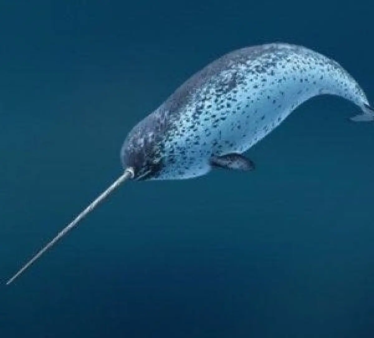 5 Fakta Tentang Narwhal, Jenis Paus yang Memiliki Semacam Tanduk ...