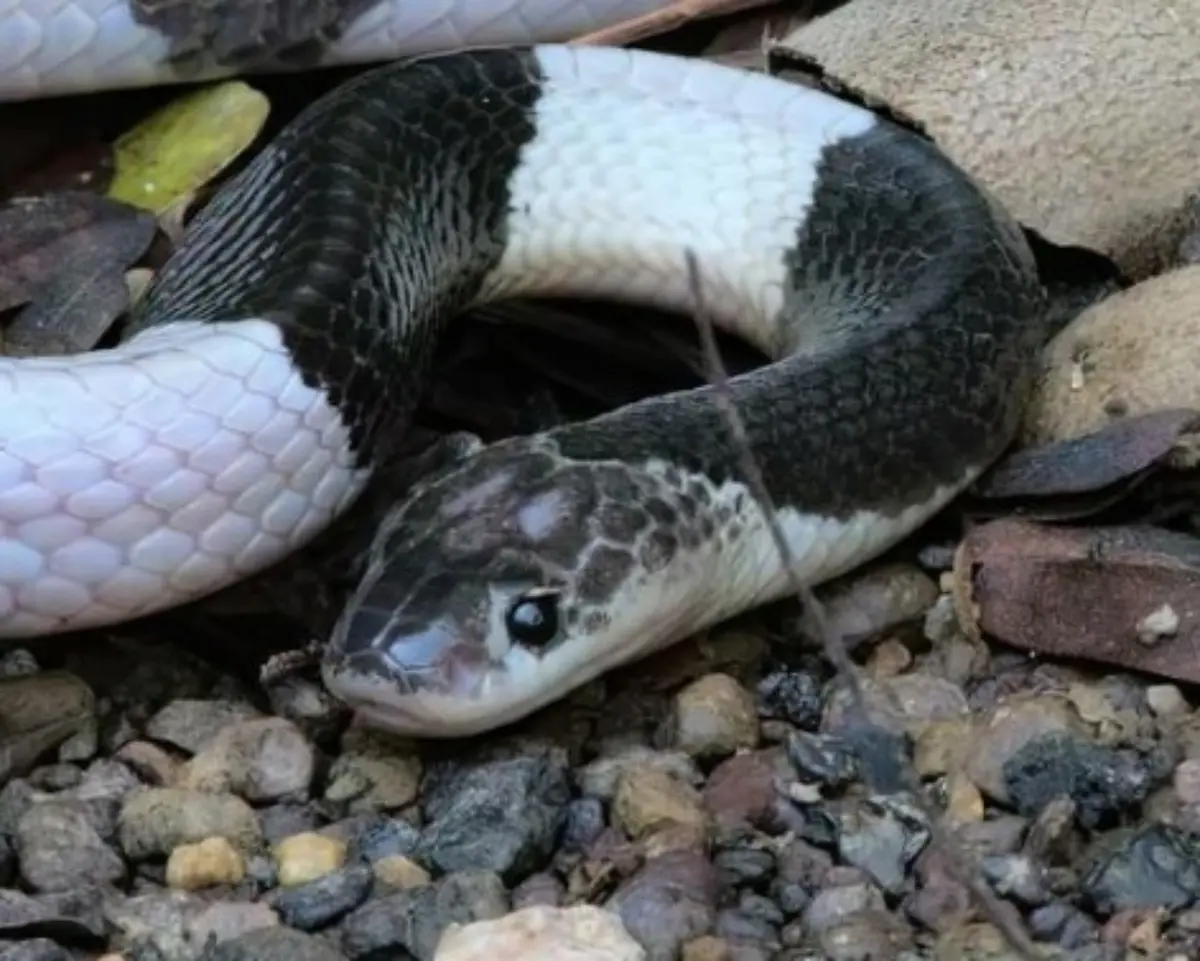4 Fakta Menarik Ular Weling, Ular yang Memiliki Bisa Paling Mematikan ...