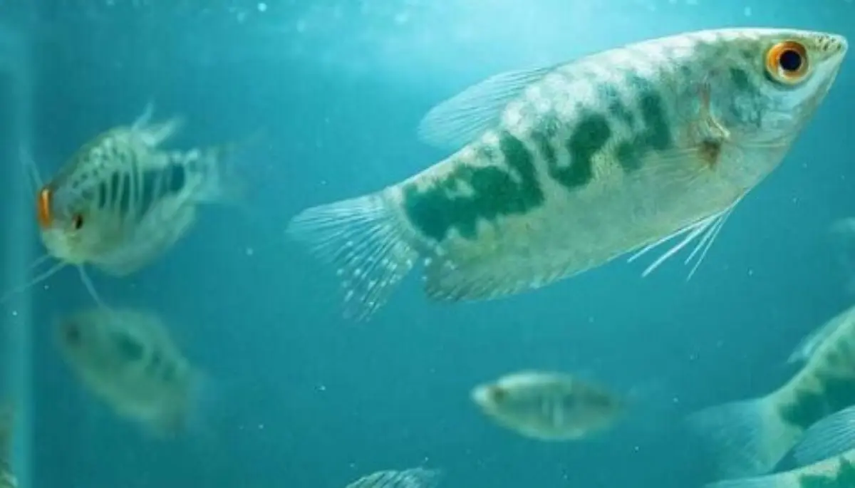 Sangat Menawan, 5 Jenis Ikan Sepat Cantik, Cocok Untuk Aquarium Kamu ...