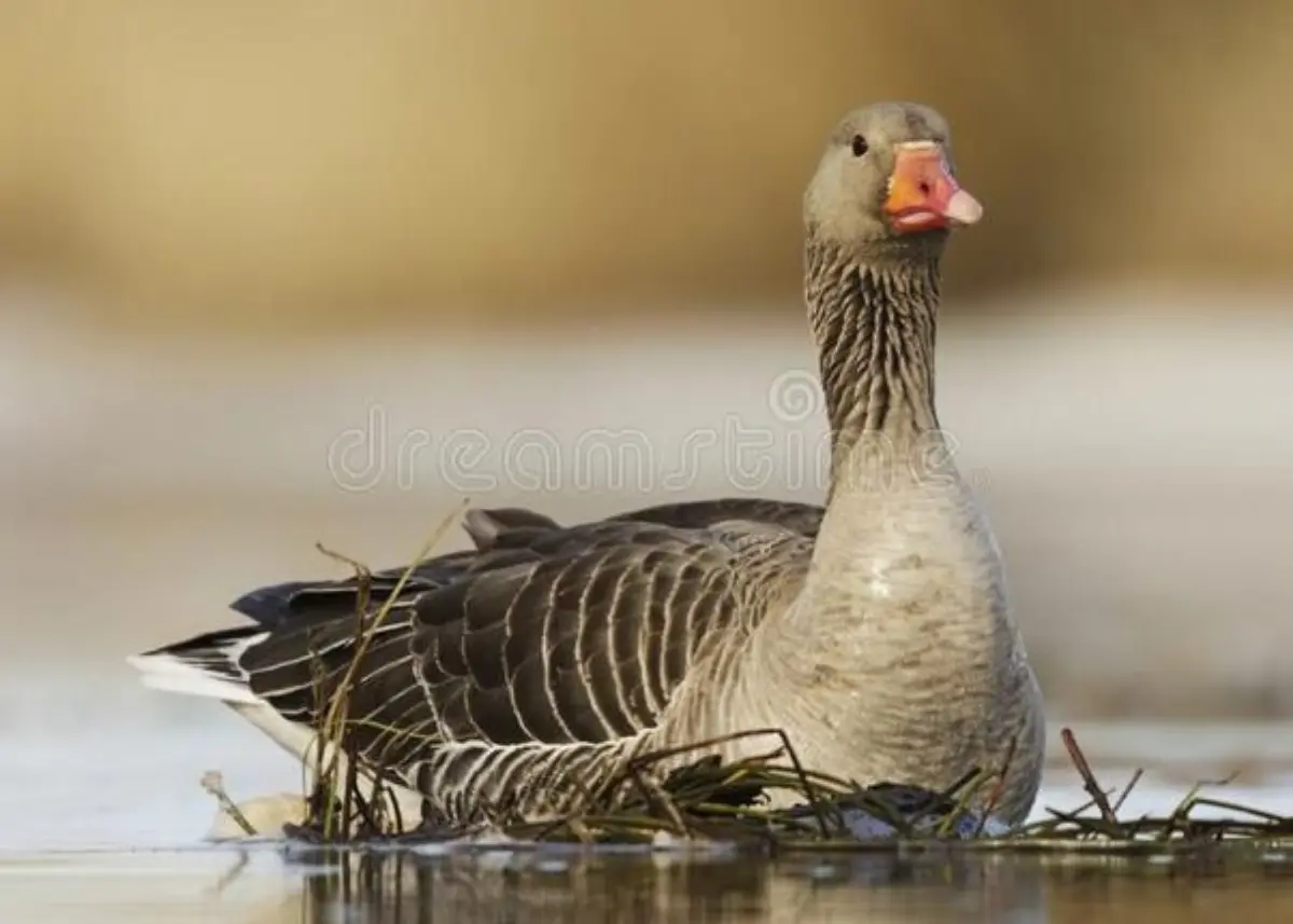 5 Fakta Unik Angsa Greylag, Spesies Angsa yang Dapat Berumur panjang ...